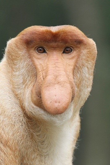 Bekantan dan Anak Muda: Menolak Punah – Kanal Komunikasi